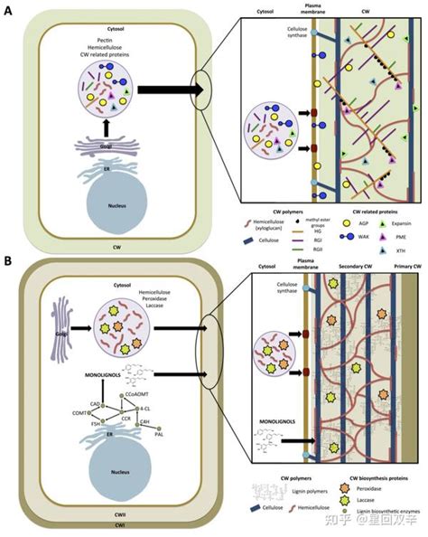 植物专题（一）：植物细胞如何搬砖？——次生壁与木质素的合成 知乎