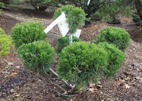 Juniperus Chinensis ‘mint Julip Pom Pom Hickory Hollow Nursery And Garden Center