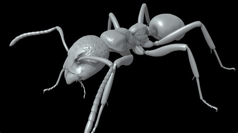 Dolichoderus Sibiricus Download Free 3d Model By Tunosemi 61ec6bf Sketchfab