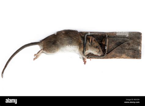 Plague Dead Cut Out Stock Images And Pictures Alamy