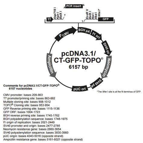 Pcdna31ct Gfp Topo 北京华越洋生物