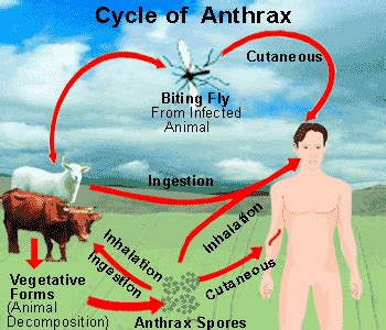 Anthrax Bacillus Symptoms Diagnosis Treatment Faqs