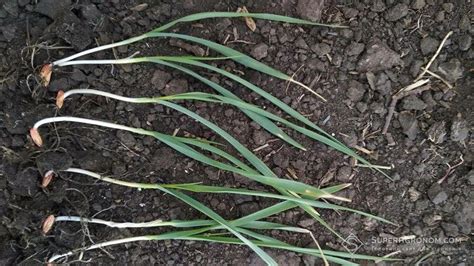 Для запобігання підмерзанню цибулі сіянки фермер висаджує її під зиму —