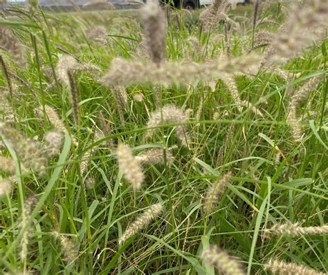 Bust Buffel Grass Early Detection Is Key Air Ep
