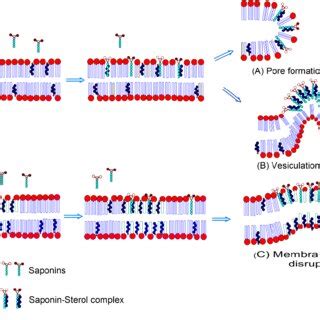 Schematic Models Of The Molecular Mechanisms Of Saponin Activities Download Scientific Diagram