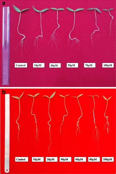 A Morphological Alteration In Root And Shoot Length In Vigna Radiata Download Scientific
