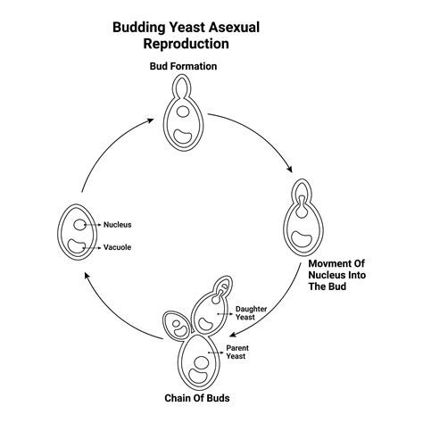 Yeast Cell Budding Diagram