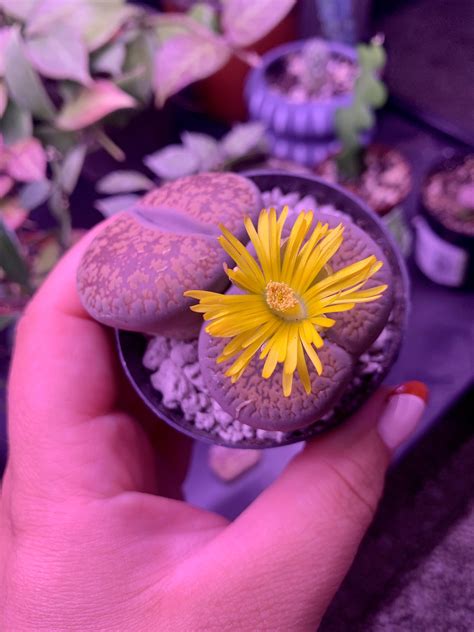 My First Lithop Flower Rsucculents