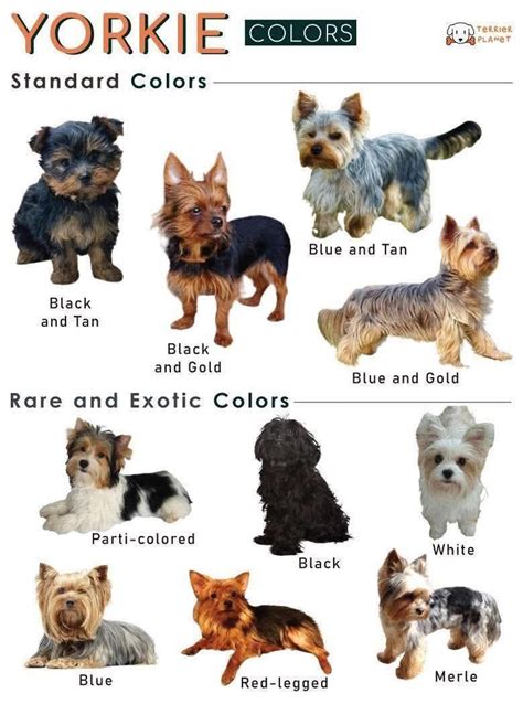 Yorkshire Terrier Lovers Yorkie Colors Facebook Yorkie Yorkie