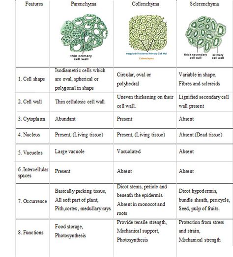 Plant Tissues Biology4isc