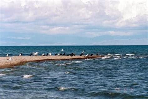 Шувууны томуу илэрчээ Dnn