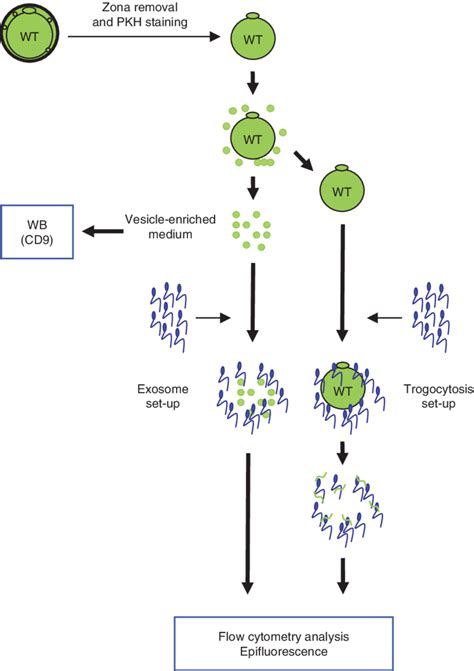 Experimental Design Of Trogocytosis And Exosome Models With Wt Oocytes