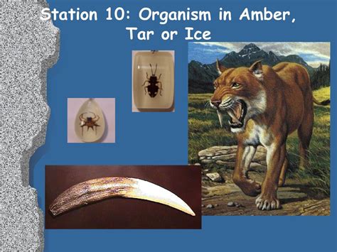 Methods Of Fossilization Lab Ppt Download