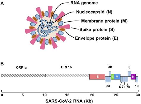 Lateral Flow Membrane Production At Ali Farrow Blog