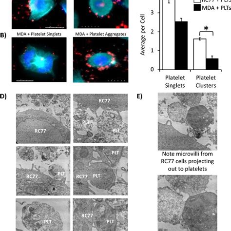Platelets Increase Invasion And Decrease Caspase Activity In Pca Cells Download Scientific