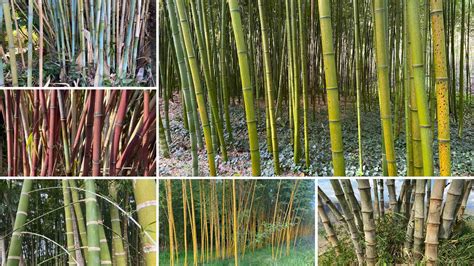 The Ultimate Bamboo Species Directory Bambu Batu
