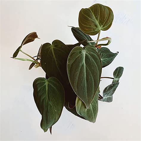 Mican Pothos Philodendron Hederaceum Hanging Plant Decor Plant