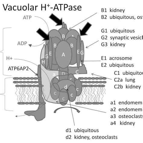 Structure Of V Atpase Structure Is Based On The Recent Electron Download Scientific Diagram