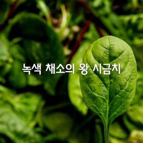 녹색 채소의 왕 시금치의 5가지 효능 한줄명언