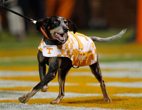 The 25 Best Mascots In College Football Sports Illustrated