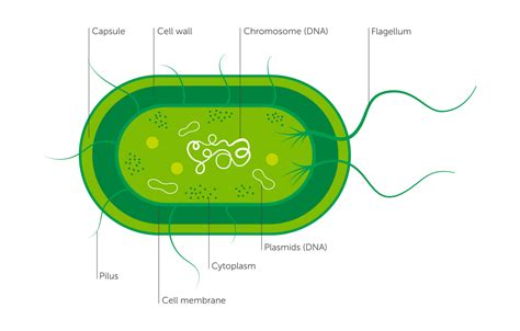 Consider The Diagram Of The Basic Structure Of A Bacterium B