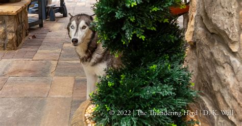 That Guilty Look The Thundering Herd