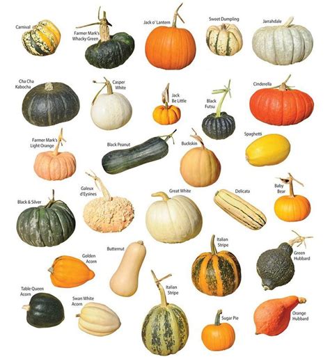 Pin By Maria Anghel On I Like This Squash Varieties Pumpkin