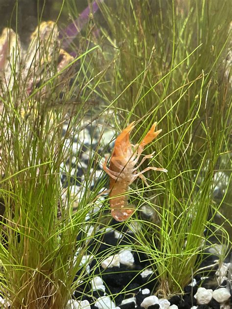 Mexican Dwarf Sexing Help Rcrayfish