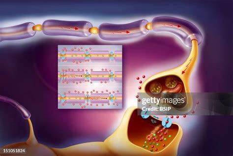 Nerve Cells Drawing Photos And Premium High Res Pictures Getty Images