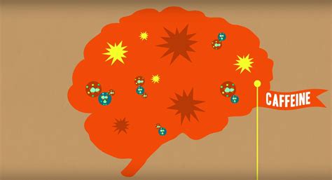 How Does Caffeine Affect Your Brain 2 Enlightening Videos Perfect