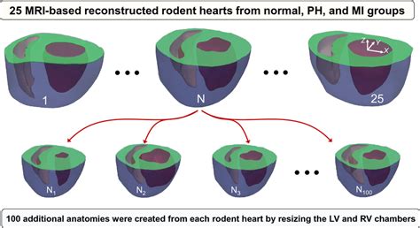 Creation Of Partially Synthetic Heart Geometries Using Mri Based Download Scientific Diagram
