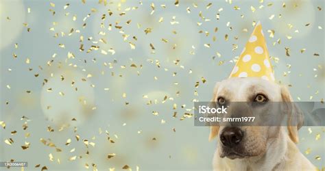 생일 파티를 축 하 하는 개 노란색 폴카 도트 모자를 착용 색종이 떨어지는 파스텔 블루 배경에 고립 금색에 대한 스톡 사진 및 기타 이미지 Istock