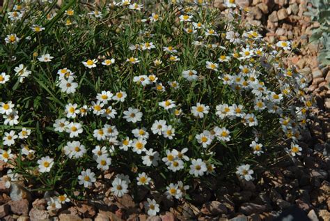 Blackfoot Daisy Melampodium Leucanthum Monrovia Plant