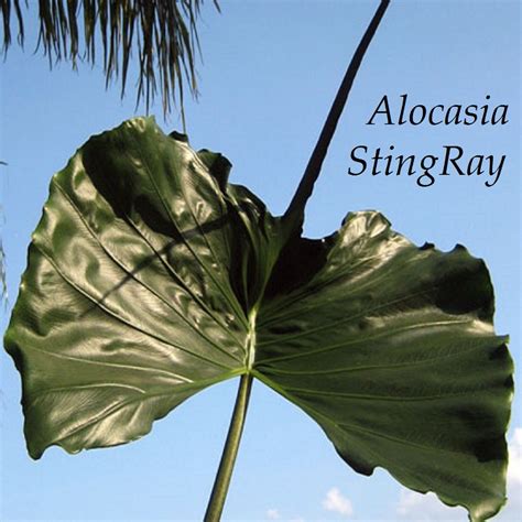 Polynesian Produce Stand Alocasia ~stingray~ Spectacular Elephant Ear