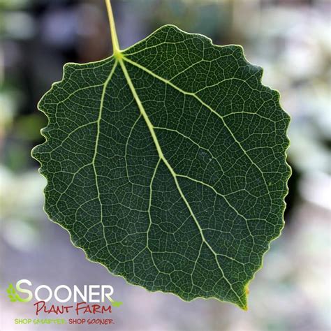 Dancing Flame® Quaking Aspen Sooner Plant Farm