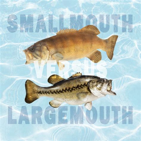Largemouth Bass In Food At Riley Heinig Blog