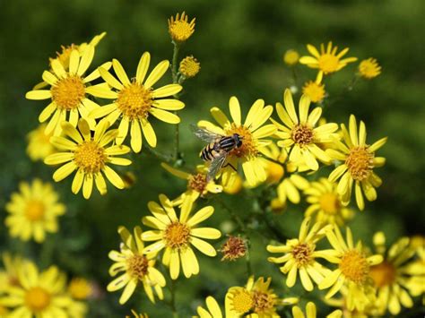 ดอกไม้สีเหลือง รูปภาพดอกไม้สวยๆ