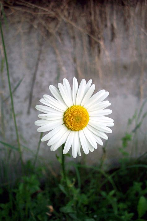 Download A Beautiful Daisy Flower Wallpapers Com