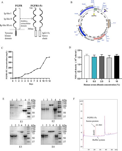 Design Transformation And Expression Of Fgfr1 Fc Fusion Protein A