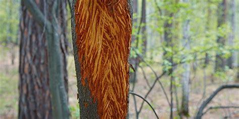 How To Protect Trees From Deer Rubbing