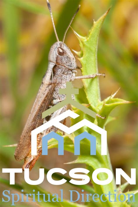 Unveiling The Spiritual Meaning Of Brown Grasshopper A Symbol Of