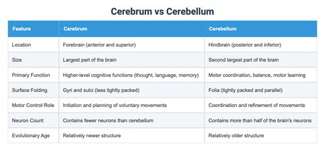 Cerebrum Vs Cerebellum