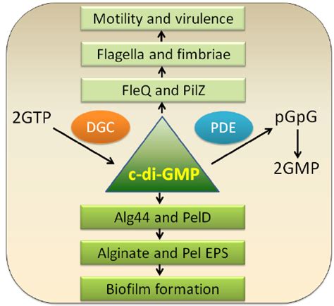 Schematic Presentation Of Physiological Functions Of C Di Gmp In Download Scientific Diagram