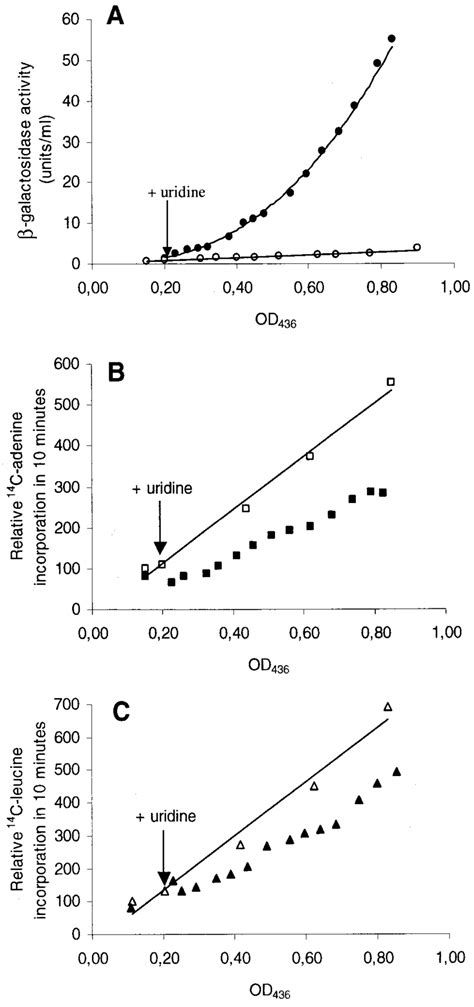 Synthesis Of Pyrg Rna And Protein During Ctp Limitation A Rate Of
