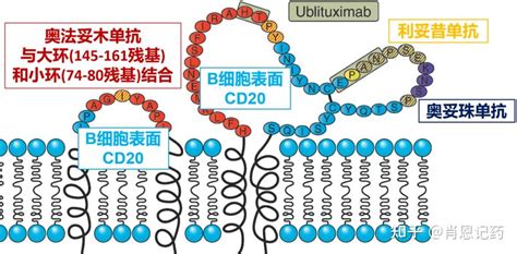 记住所有fda生物药 最后3款cd20 奥法妥木单抗ibritumomab Tiuxetanublituximab 知乎