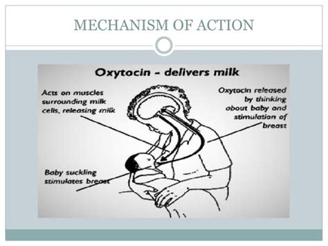 Oxytocin And Prolactin Pdf Pregnancy Reproductive Health