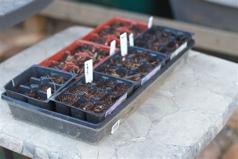 무료 이미지 요리 식품 생기게 하다 정원 고기 굽는 것 바베큐 그릴 야외 그릴 5184x3456 196857 무료 이미지 Pxhere