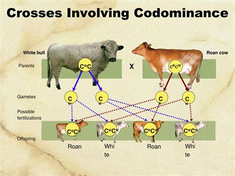 Ppt Gene Interactions Powerpoint Presentation Free Download Id 3095832