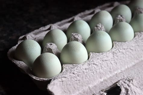 15 Chicken Egg Deformities And What Causes Them — Practical Self Reliance