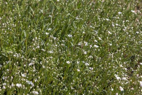 Background Image Small White Flowers Grow In The Meadow Stock Image